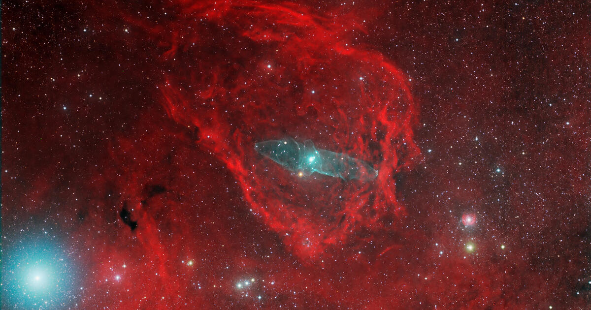 Squid Inside Flying Bat | Telescope Live